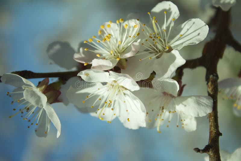 Flowers of white cherry. stock photo. Image of blooming - 115525422