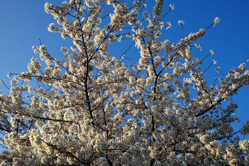 Cherry Blossom Tree in Full Bloom Against a Clear Blue Sky Stock Photo ...