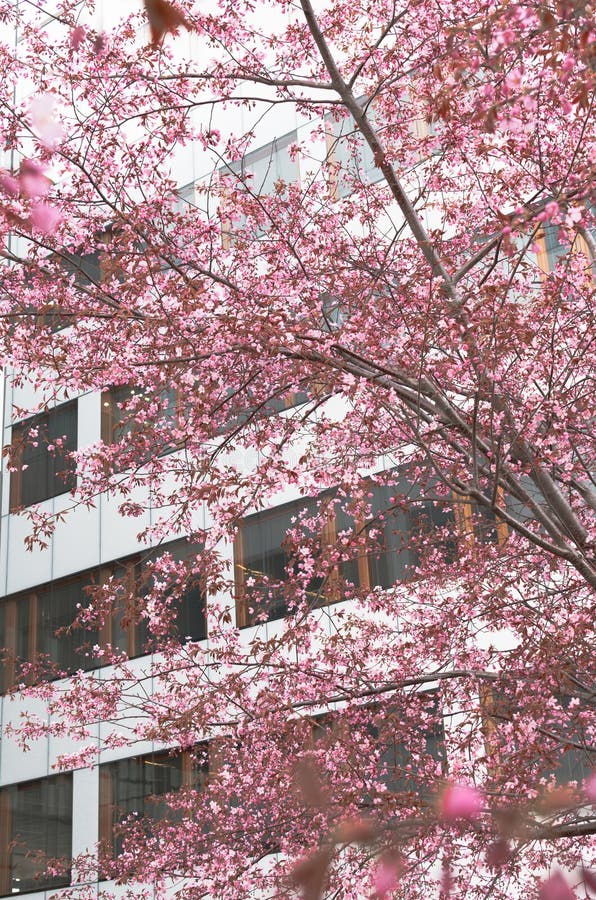 Cherry Blossom Tree Tumblr Background