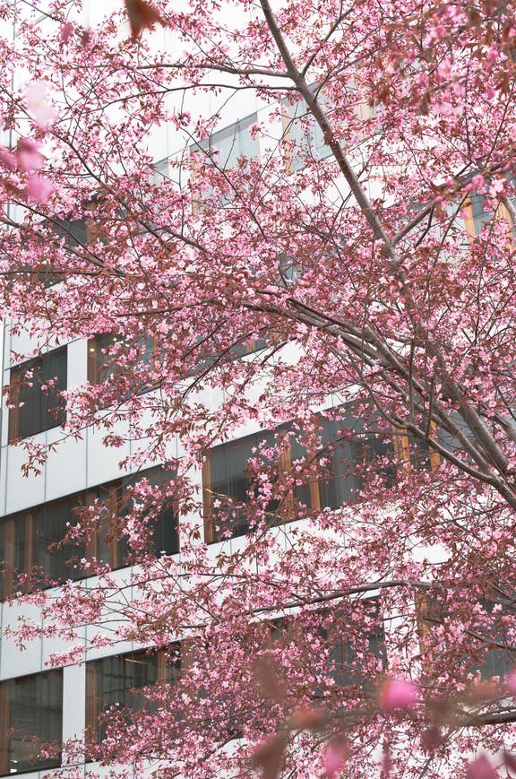 Blooming Cherry Blossom Tree in Front of Modern Office Building Stock ...