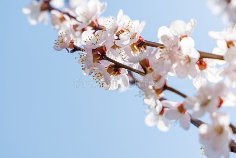 Blooming Cherry Blossom Tree in Spring, with Delicate Pink Flowers ...