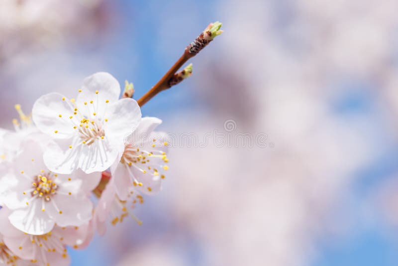 Blooming Cherry Blossom Tree in Spring, with Delicate Pink Flowers ...