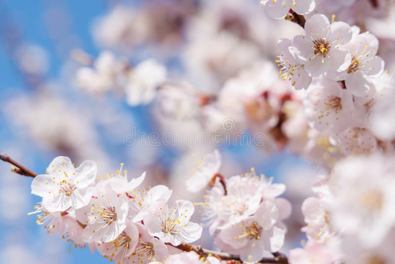 Blooming Cherry Blossom Tree in Spring, with Delicate Pink Flowers ...