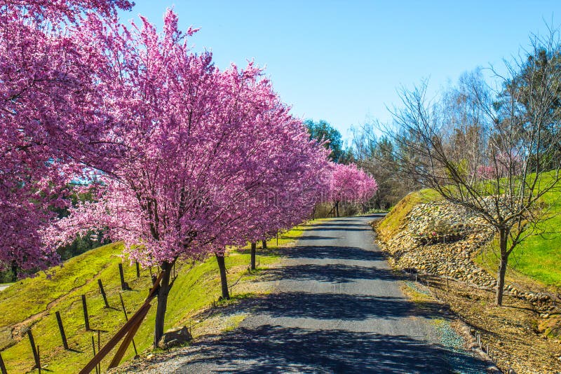 Blooming Cherry Blossom Trees Line Private Drive Stock Photo - Image of ...