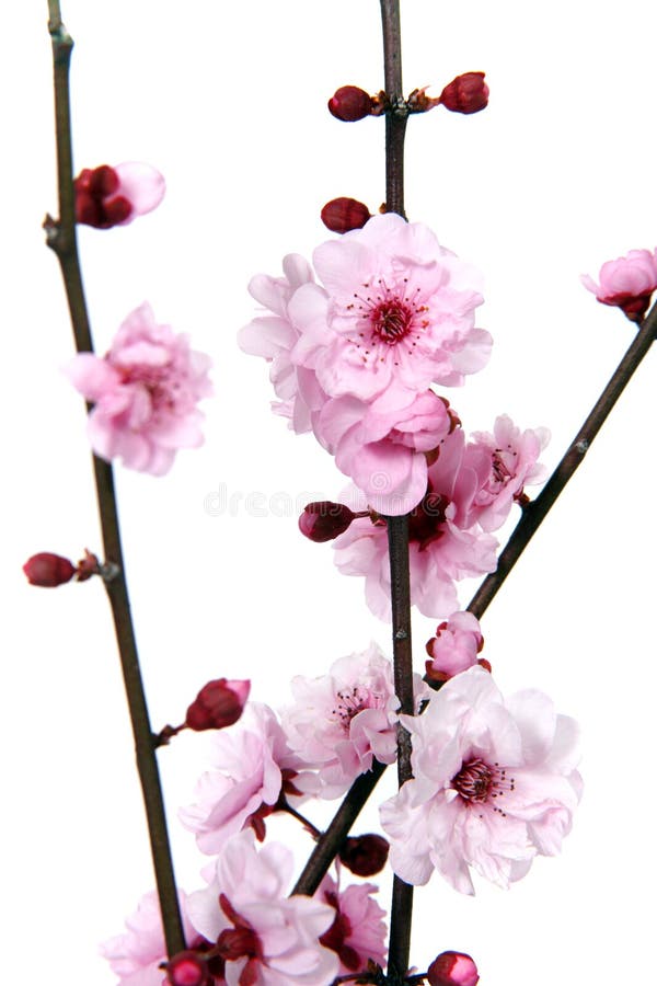 Blooming Cherry Blossoms stock image. Image of japanese - 2087173
