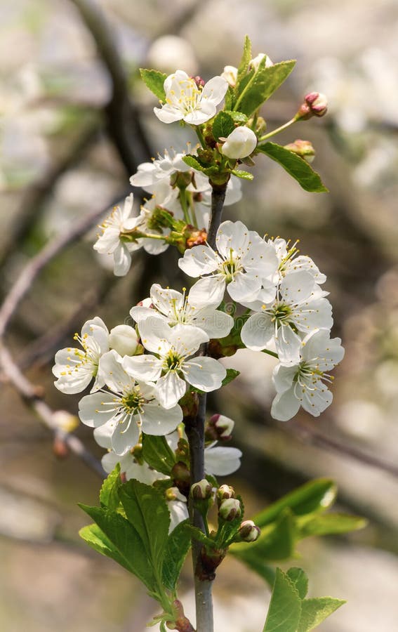 Blooming cherry branch stock photo. Image of beginnings - 19556322
