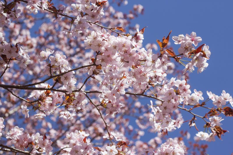 Blooming Cherry Branch in the Spring Japan Garden at the Wedding ...