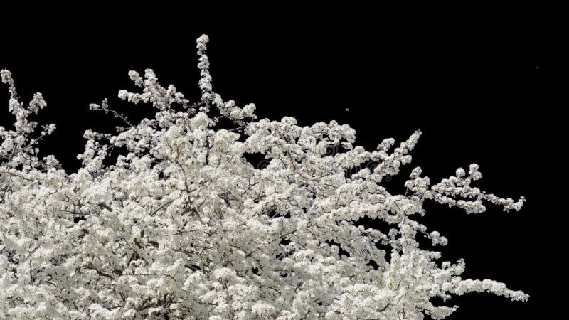 Blooming Cherry Branch with a Transparent Background Stock Footage ...
