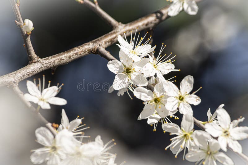 Firito Stock Photos - Free & Royalty-Free Stock Photos from Dreamstime