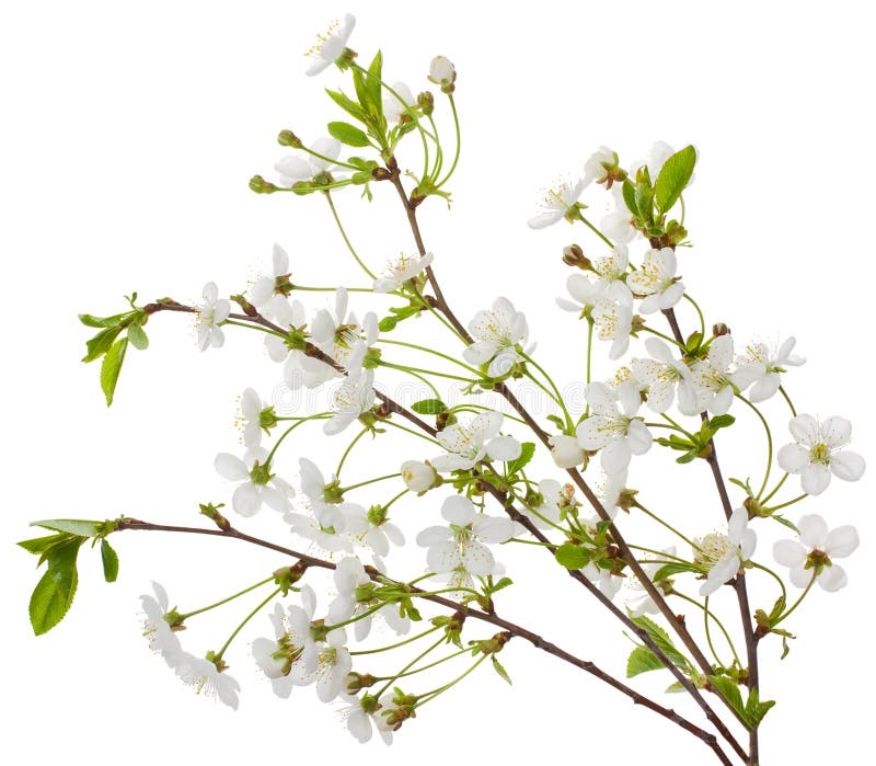Blooming cherry branch stock photo. Image of beginnings - 19556322