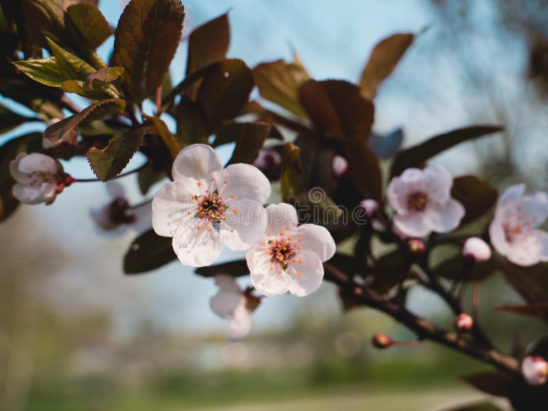 Cherry buds in spring stock photo. Image of floral, garden - 39294582