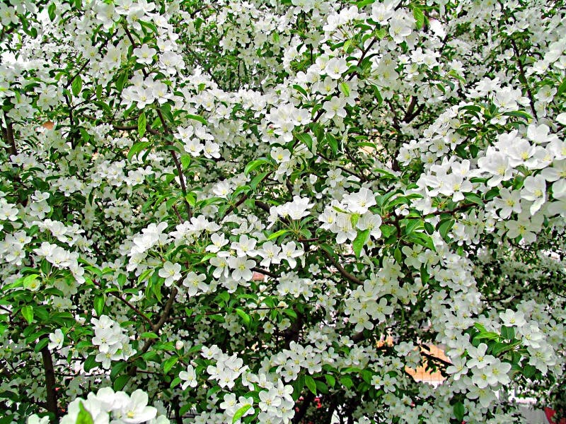 Blooming Cherry Bush, Covered with Delicate White Flowers Stock Image ...