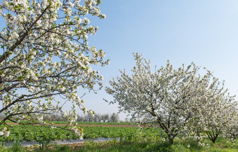 Blooming cherry orchard stock photo. Image of life, plant - 40672148