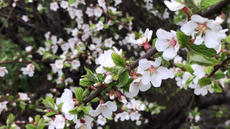 Blooming Cherry Orchard, Tree Strewn with White Flowers Stock Footage ...