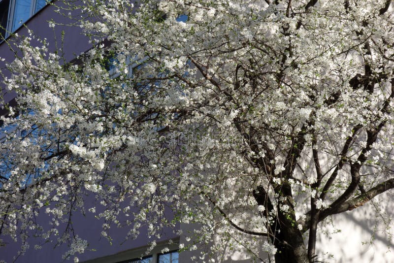Blooming Cherry Plum Tree at Block of Flats Corner Stock Photo - Image ...