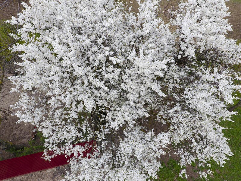 Blooming Cherry Plum. White Flowers of Plum Trees on the Branches of a ...