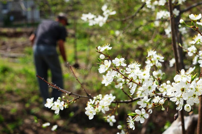 Sakura Fruit, Sakuranbo, Cherry Blossoms Tree, Nature Stock Photo ...
