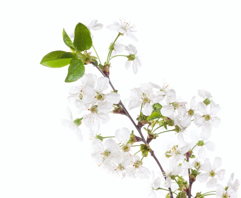 Cherry stem stock image. Image of growth, petal, botany - 30085555