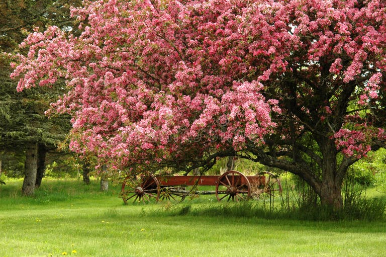 Blooming Cherry Tree stock photo. Image of flower, calming - 13048508