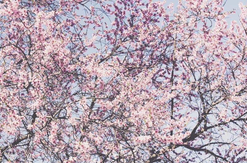 Blooming Cherry Tree Against Blue Sky, Backdrop Stock Image - Image of ...
