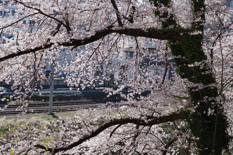 A Blooming Cherry Tree Along a Railway Line. Stock Photo - Image of ...