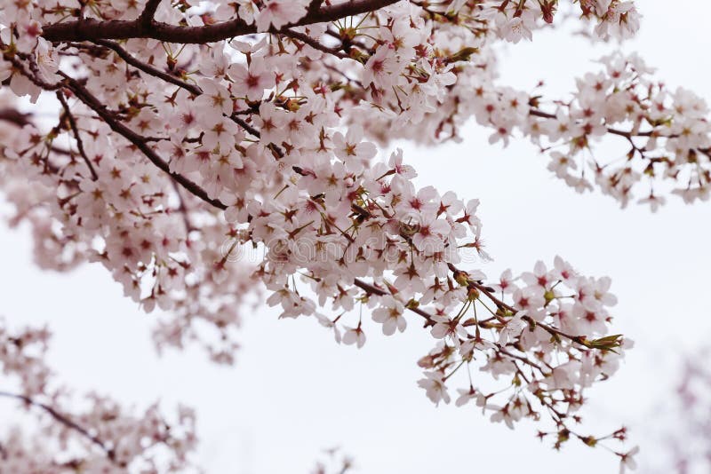 Blooming Cherry Tree Branch Stock Image - Image of flora, natural ...