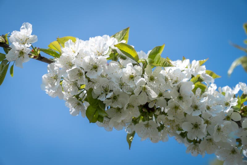 Blooming Cherry Tree Branch Stock Image - Image of tree, easter: 116210859