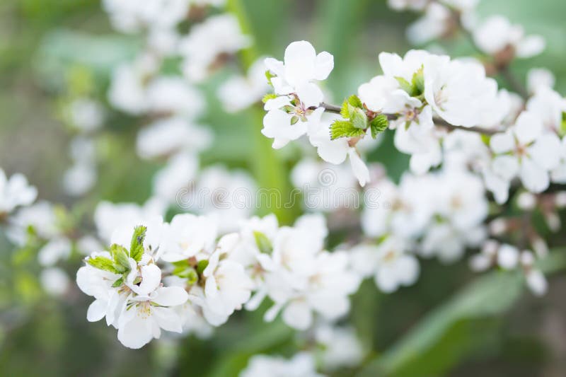 Blooming Cherry Tree Branch Stock Image - Image of cherry, orchard ...