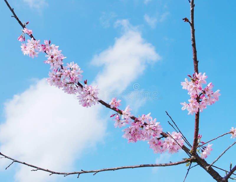 Blooming Cherry Tree Branches Stock Photo - Image of blossom, delicate ...