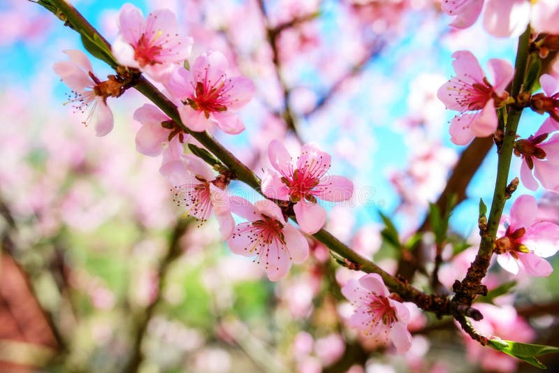Blooming Cherry Tree Branches Against Stock Image - Image of ...