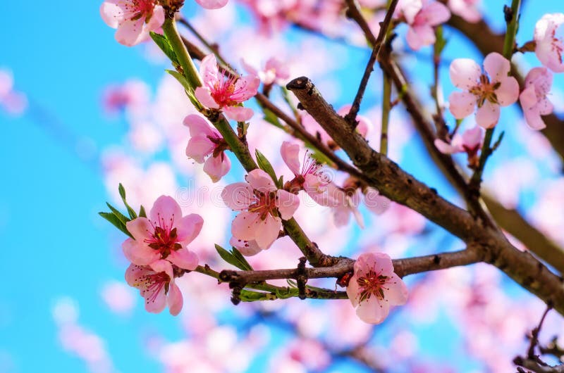 Blooming Cherry Tree Branches Against Stock Photo - Image of garden ...