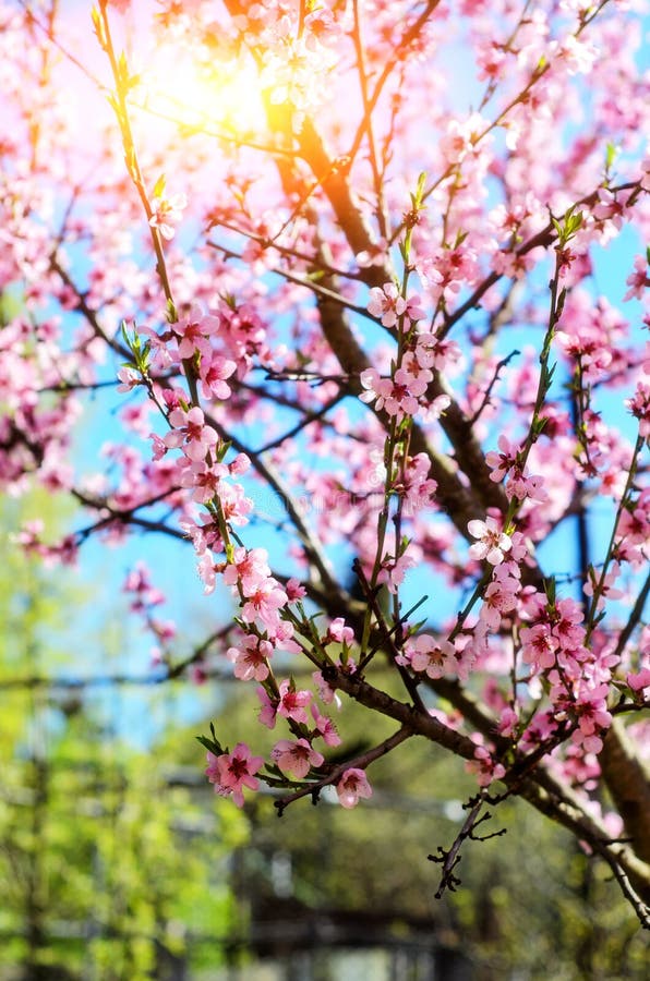 Blooming Cherry Tree Branches Against Stock Image - Image of japanese ...