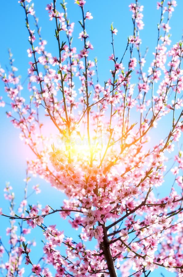 Blooming Cherry Tree Branches Against Stock Photo - Image of delicate ...