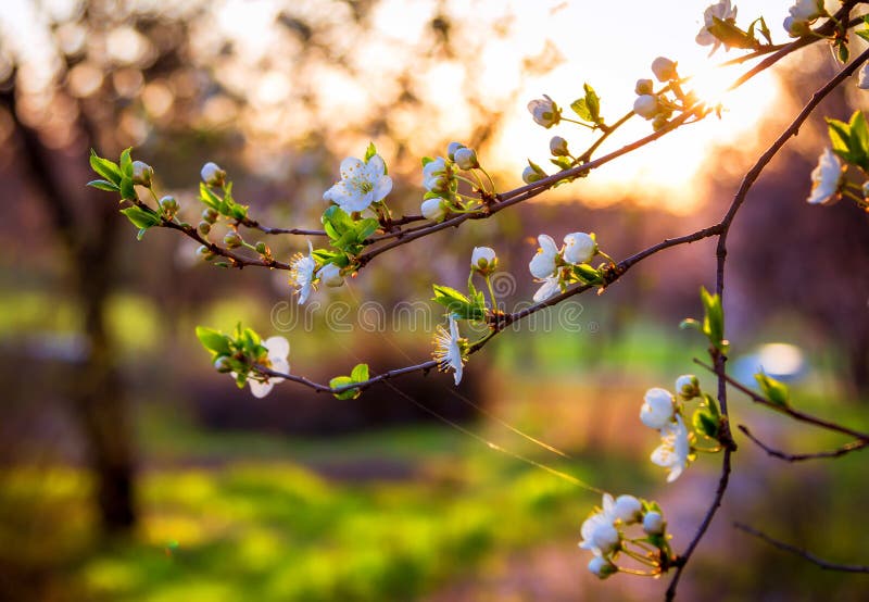 Blooming Cherry Tree Branches Stock Photo - Image of white, beautiful ...
