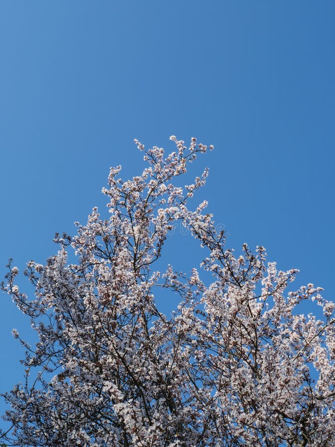 Blooming Cherry Tree Branches Stock Image - Image of france, elegance ...