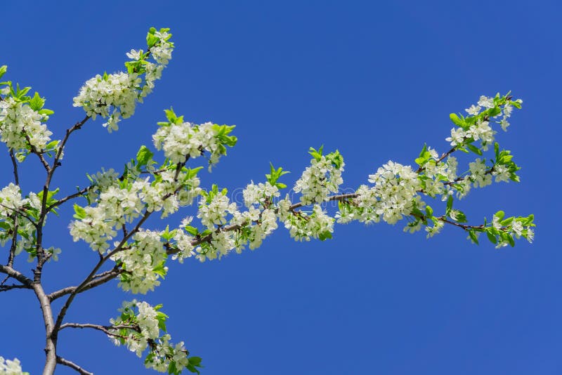 Blooming Cherry Tree Close Up. Spring Foliage Stock Image - Image of ...