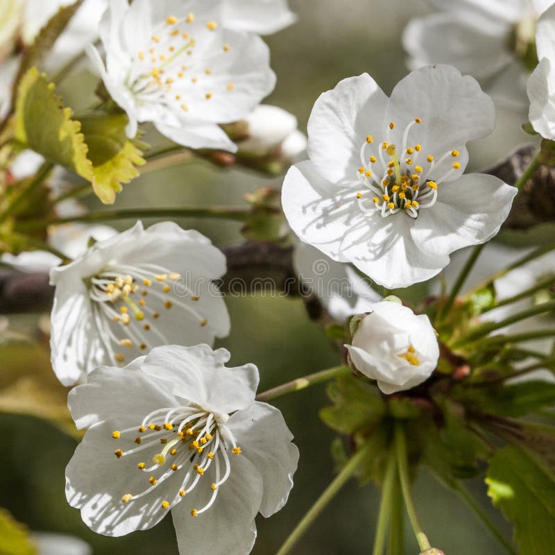 Blooming cherry tree stock image. Image of fresh, natural - 82703731