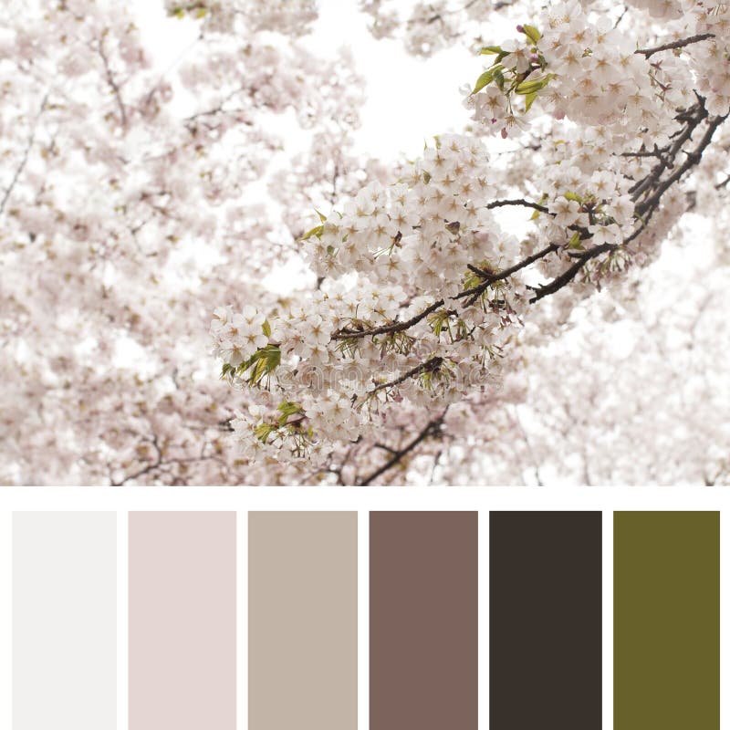 Blooming cherry tree stock photo. Image of blossoming - 86656702