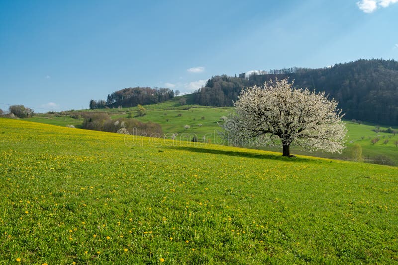 Oak Tree in Early Spring - England Stock Image - Image of scenic, field ...