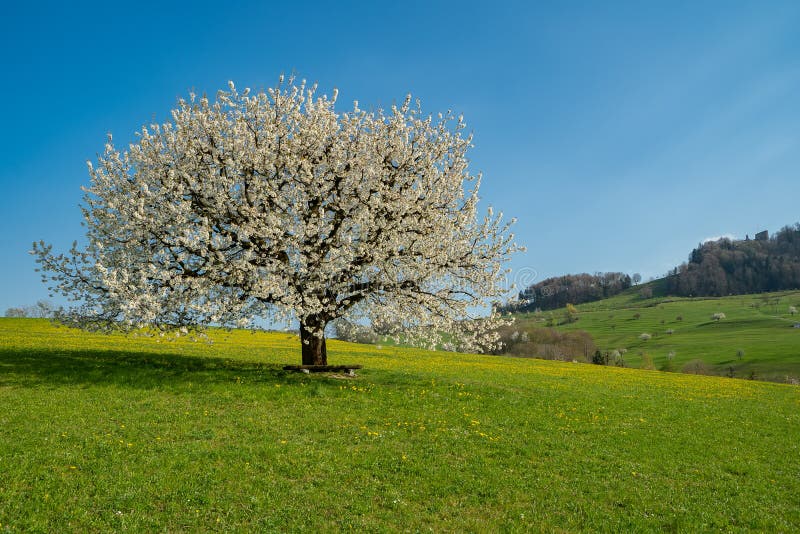 Oak Tree in Early Spring - England Stock Image - Image of scenic, field ...