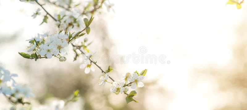 Blooming Cherry Tree in Early Springtime. Spring Background with a ...
