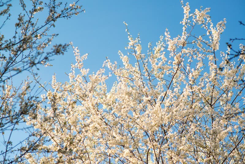 Blooming Cherry Tree in Early Springtime. Spring Background with Bokeh ...