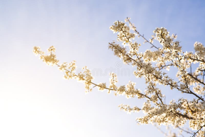Blooming Cherry Tree in Early Springtime. Spring Background with Bokeh ...