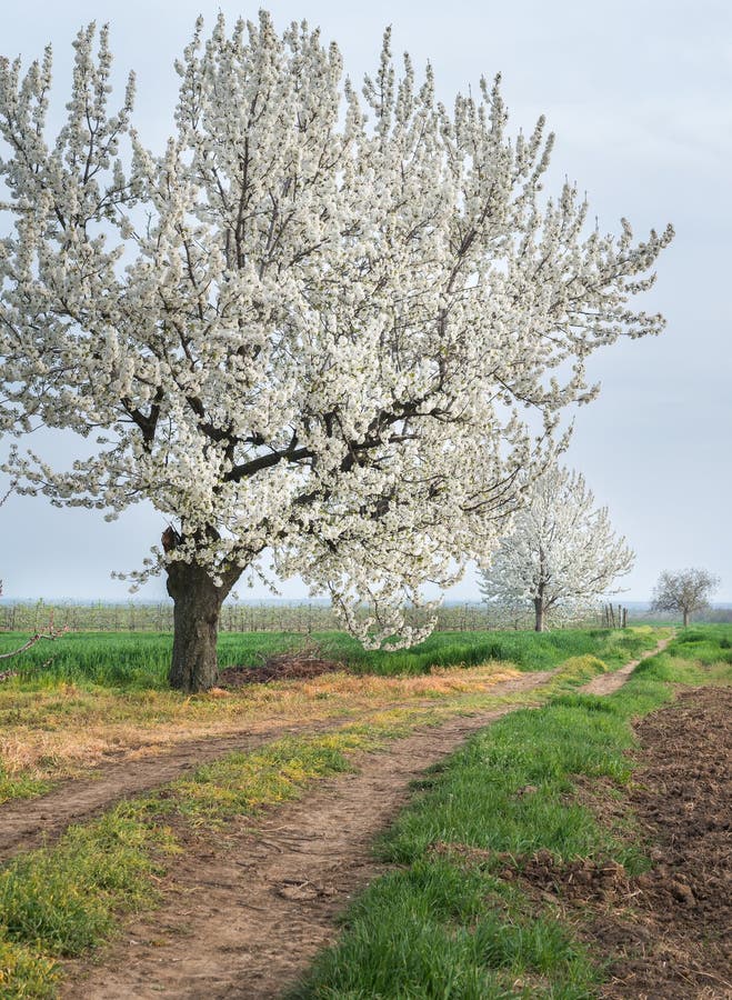 Cherry tree branch stock photo. Image of branch, agriculture - 31521974