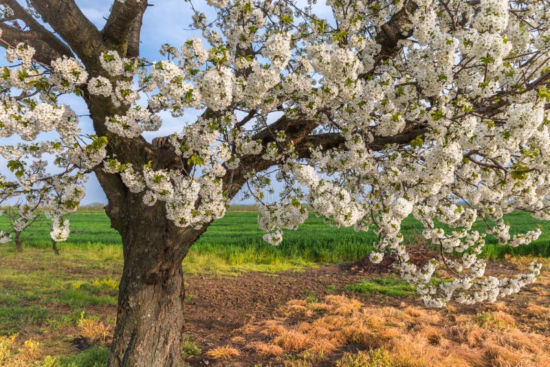Blooming cherry tree stock image. Image of scenic, bloom - 49204391