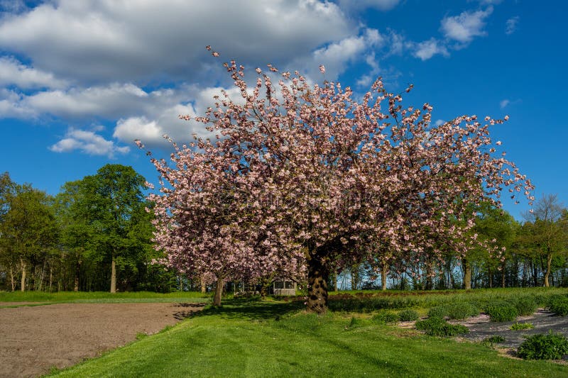 A Blooming Cherry Tree on a Field Stock Photo - Image of germany, pink ...