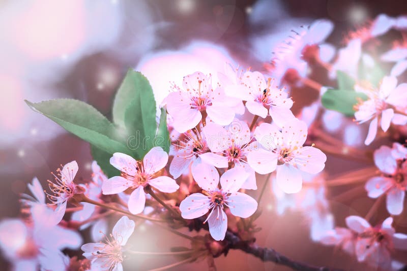 Flowers of the Cherry Blossoms on a Spring Day. Stock Photo - Image of ...