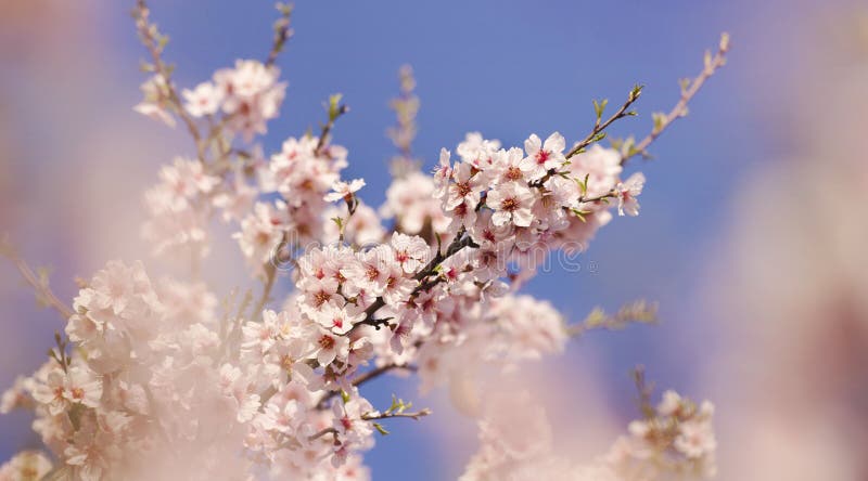 Blooming Cherry Tree Flowers, Spring Forward, Springtime Banner Stock ...