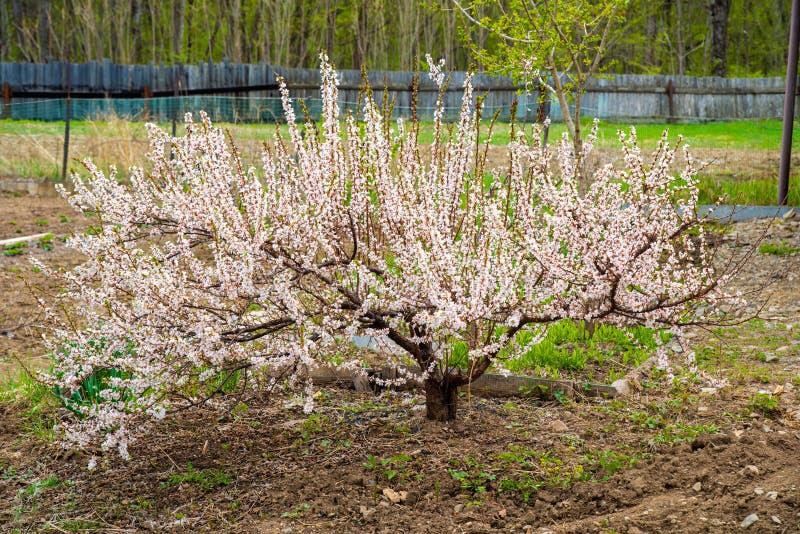 A Blooming Cherry Tree in Full View during Spring, Surrounded by Fresh ...