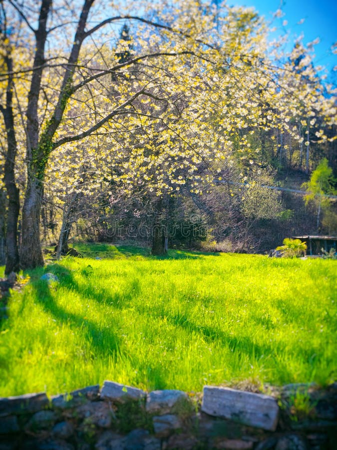 Blooming Cherry Tree in a Green Field Stock Photo - Image of spring ...